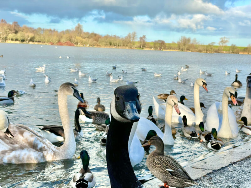 Walks | Yeadon Tarn | The White Swan